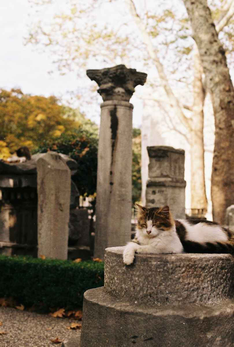 WRINKLE’S HEADSTONE — BOB PRICHARD | THE BIBLE MESSENGER